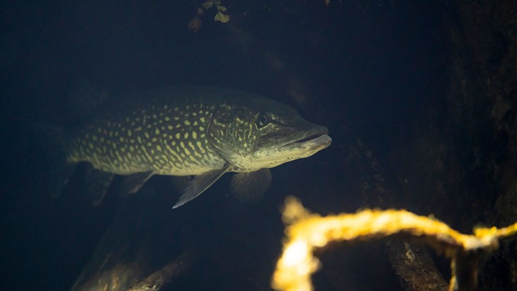 Här får fiskarna en egen kanal | skanska.se